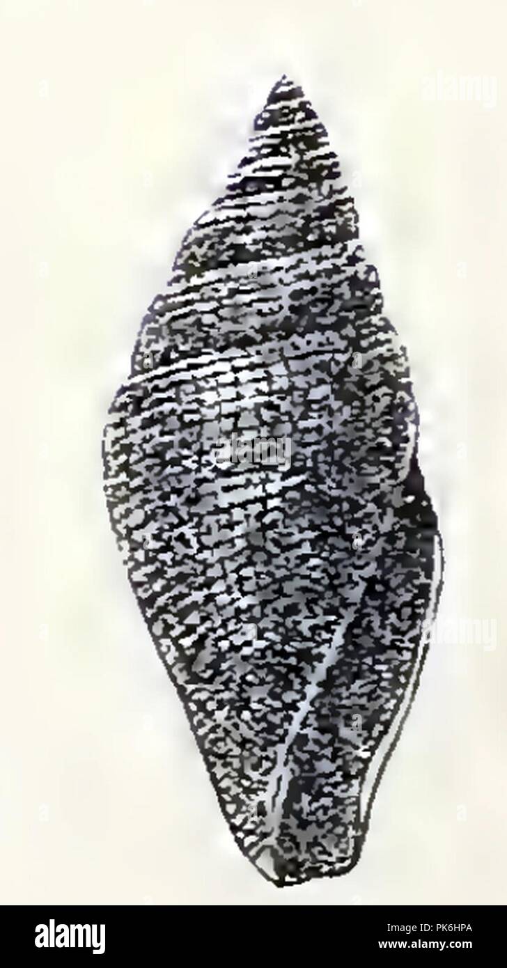 Benthofascis atractoides 001 Stock Photo - Alamy