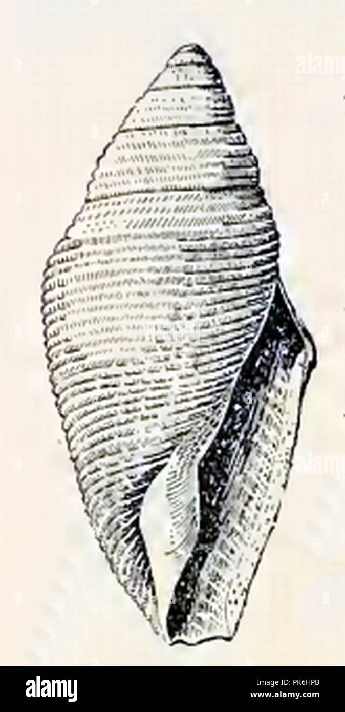 Benthofascis biconica 001 Stock Photo - Alamy