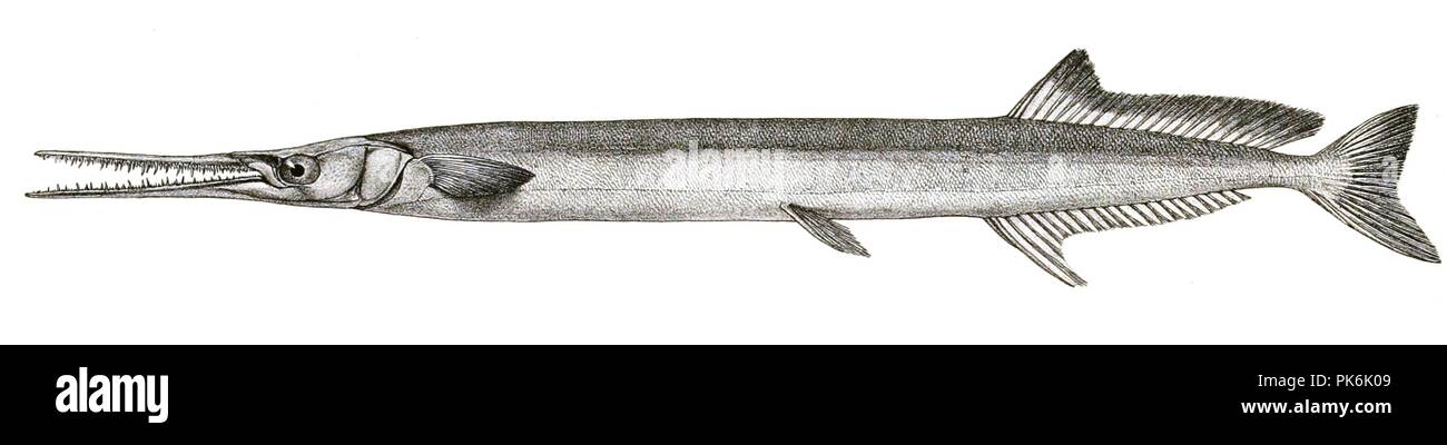 Belone annulata Mintern 120 Stock Photo - Alamy