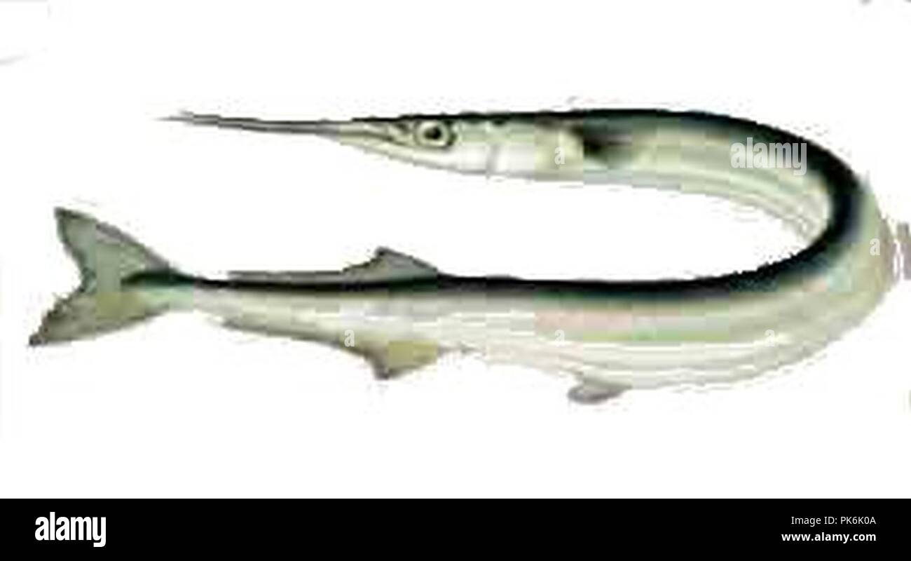 Belone hi-res stock photography and images - Alamy