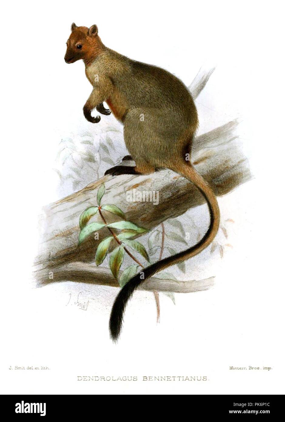 Bennetts tree kangaroo hi-res stock photography and images - Alamy