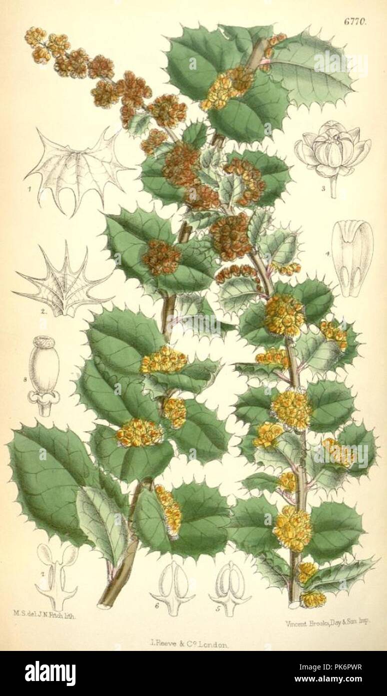 Berberis actinacantha (drawing in colour Stock Photo - Alamy