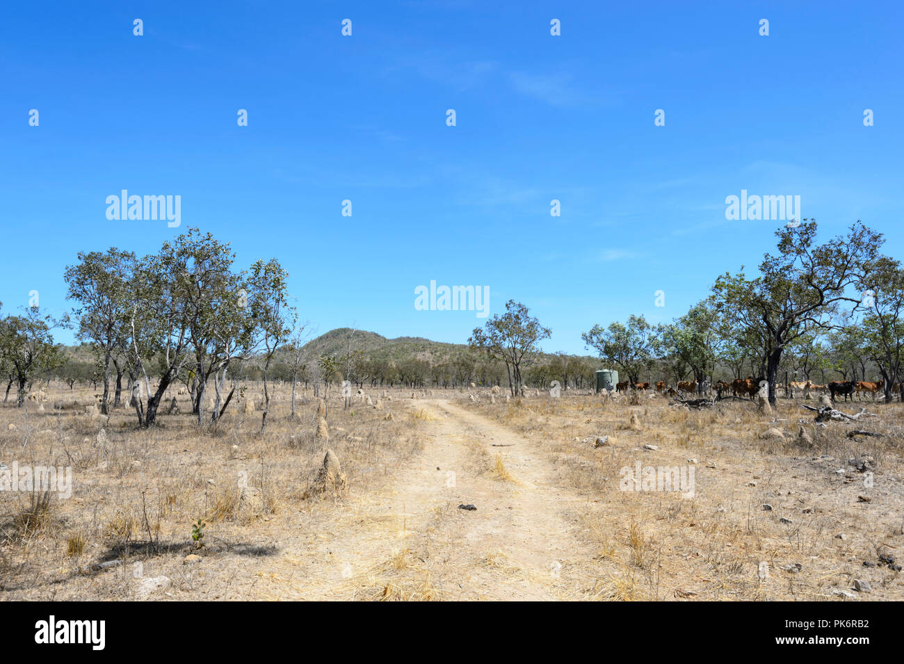 Drought on a cattle farm, Northern Queensland, QLD, Australia Stock ...