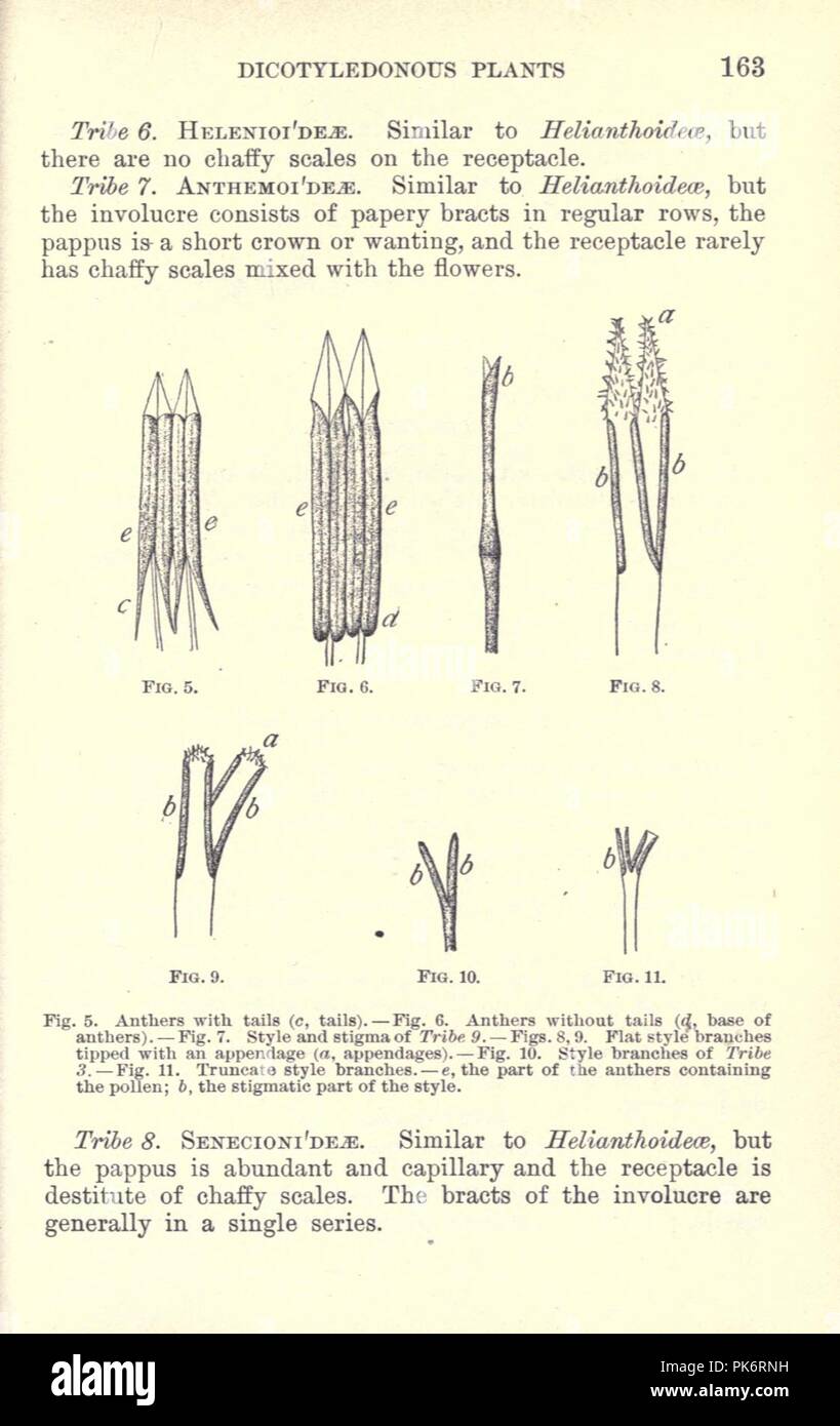 Bergen's botany - key and flora - Pacific coast ed (Page 163 Stock ...