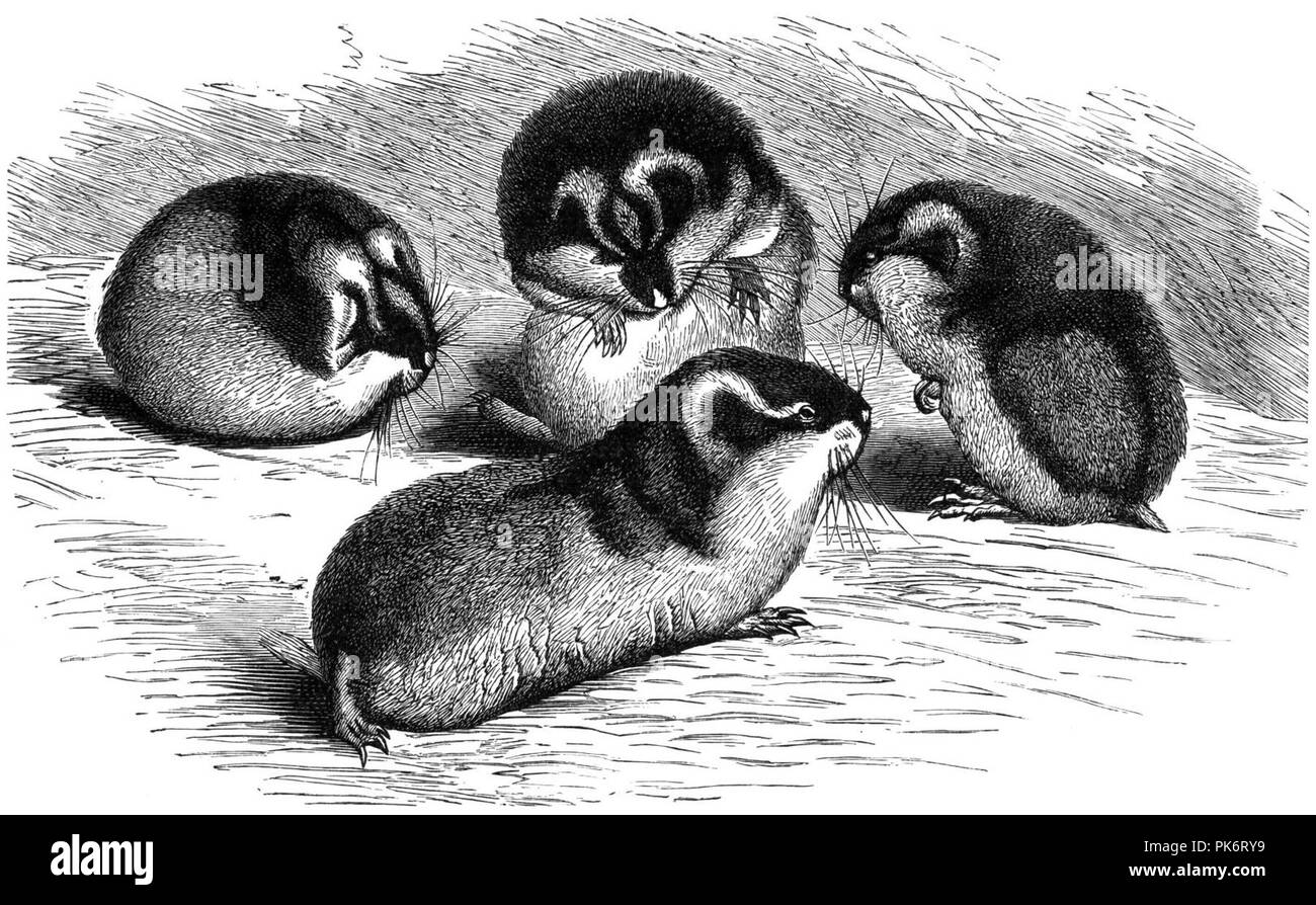 Berglemming hi-res stock photography and images - Alamy