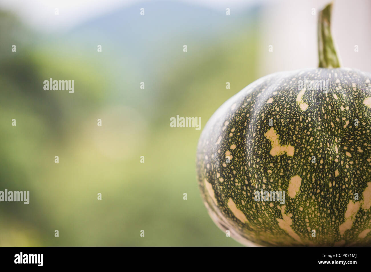 Close up shot of a green himalayan pumpkin on the green nature ...