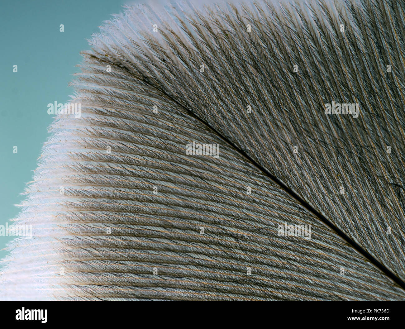 Buzzard secondary wing feather Stock Photo - Alamy