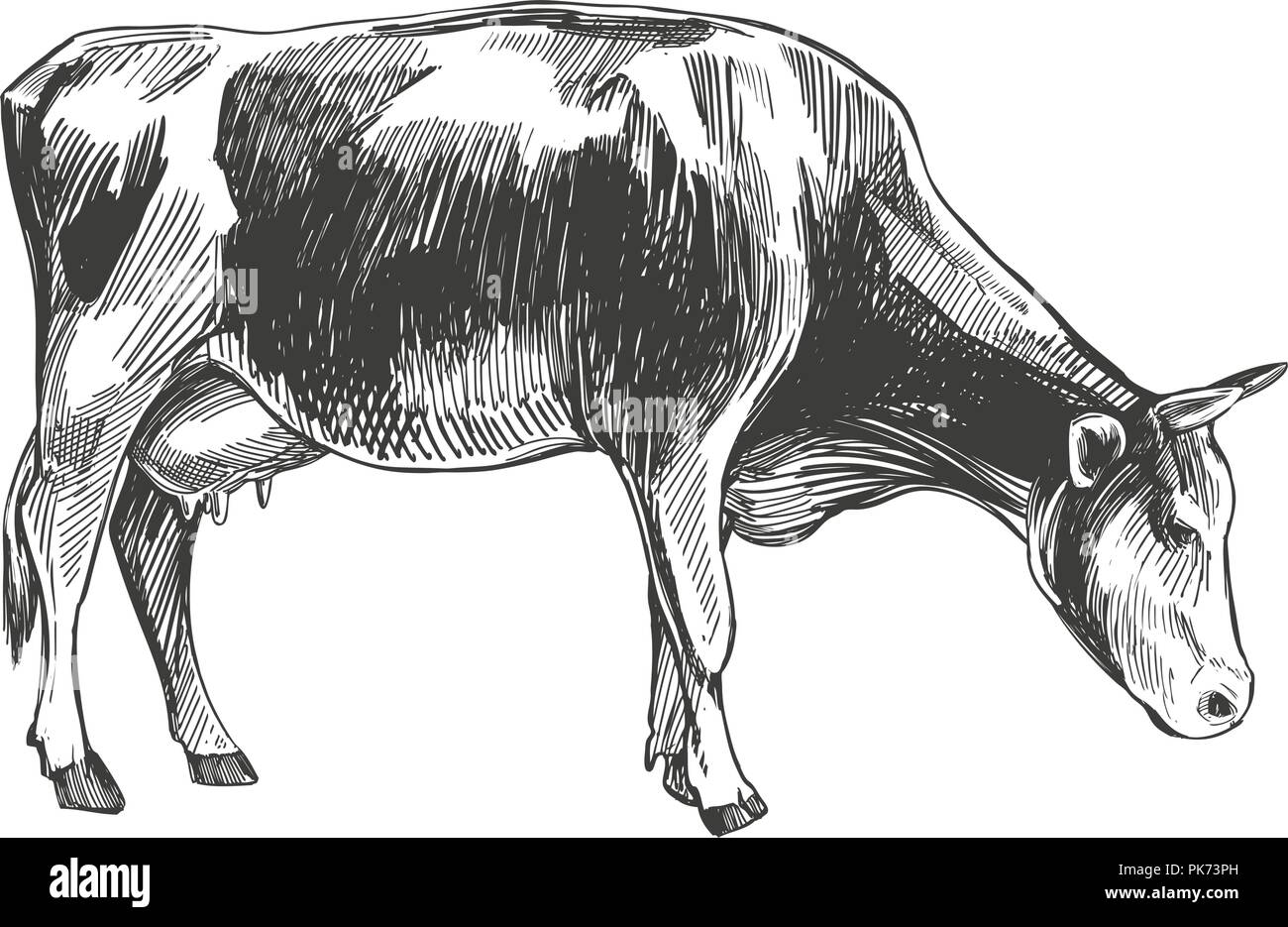 cow - domestic animal, farm hand drawn vector illustration sketch Stock ...