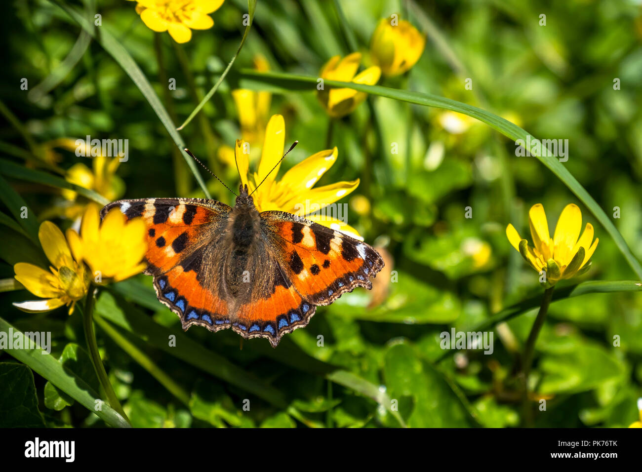 Close-up of Aglais urticate, small totoiseshell,sitting on buttercup ...