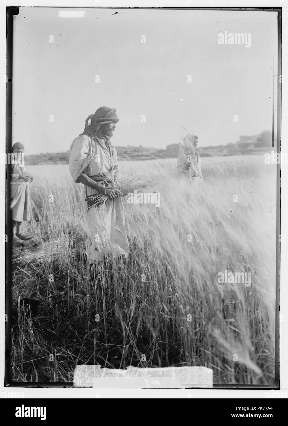 Bethlehem and surroundings. A reaper in the Fields of Boaz. A typical ...