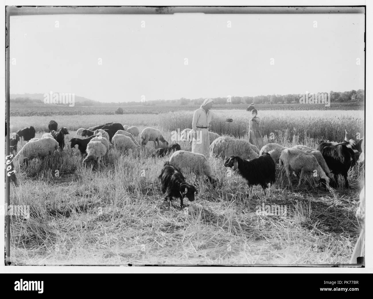 Bethlehem and surroundings. Flocks in the Field of Boaz. Sheep in ...