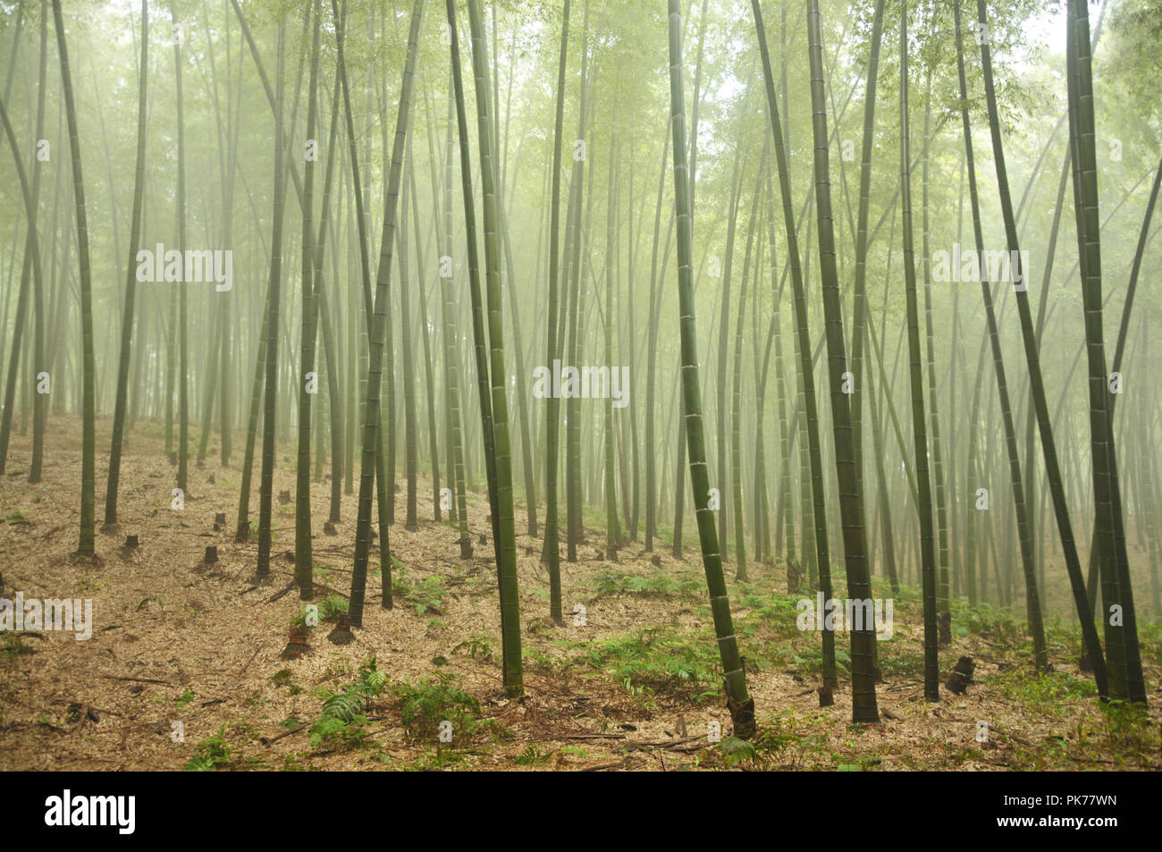 Giant bamboo material hi-res stock photography and images - Alamy