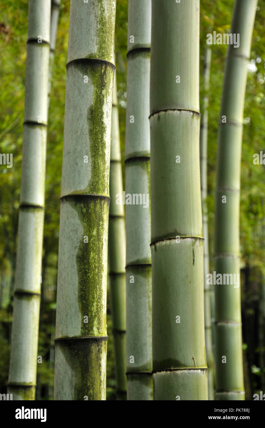 Giant bamboo material hi-res stock photography and images - Alamy