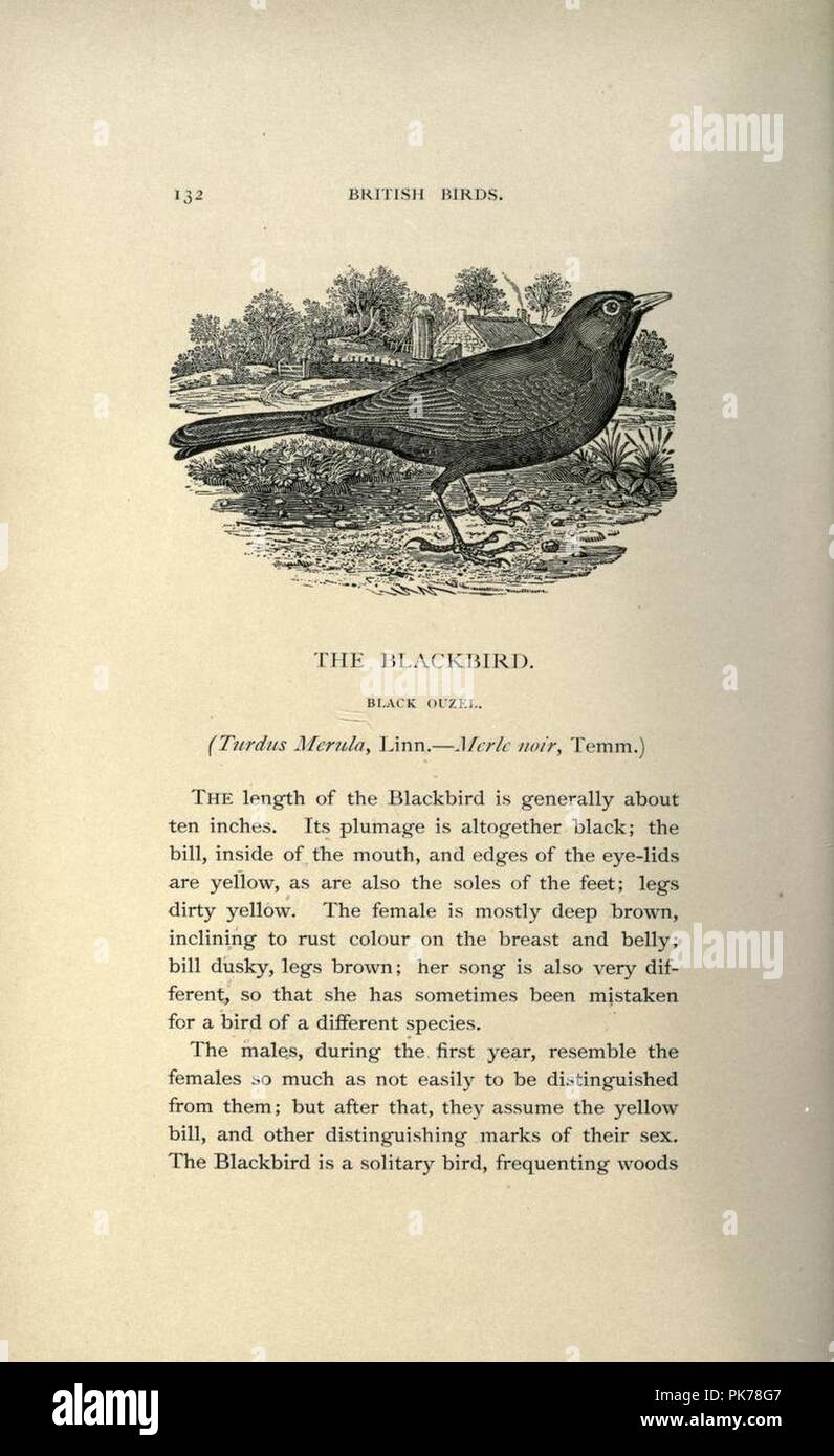 Bewick History of British Birds Land Birds Page 132 Stock Photo - Alamy Bewick History of British Birds Land Birds Page 132 Stock Photo - Alamy