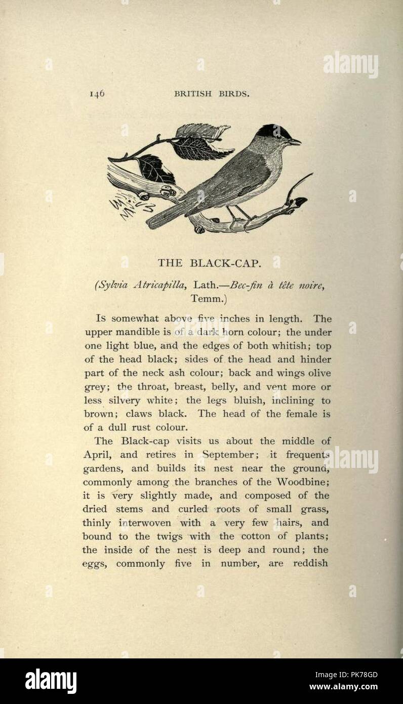 Bewick History of British Birds Land Birds Page 146 Stock Photo - Alamy