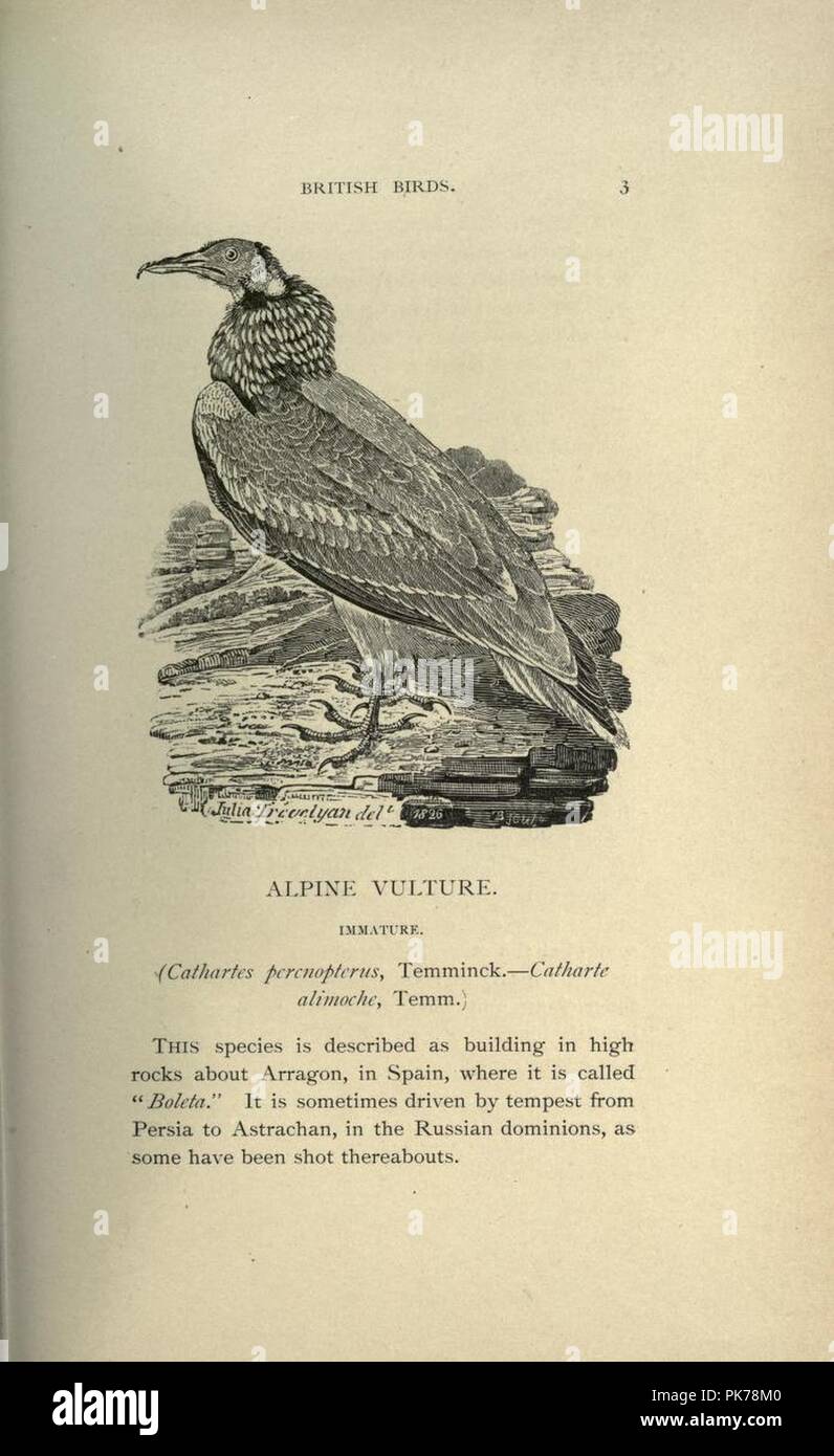 Bewick History of British Birds Land Birds Page 3 Stock Photo - Alamy