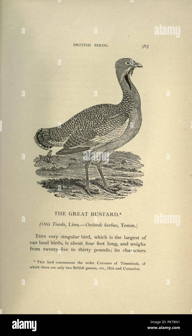 Bewick History of British Birds Land Birds Page 367 Stock Photo - Alamy