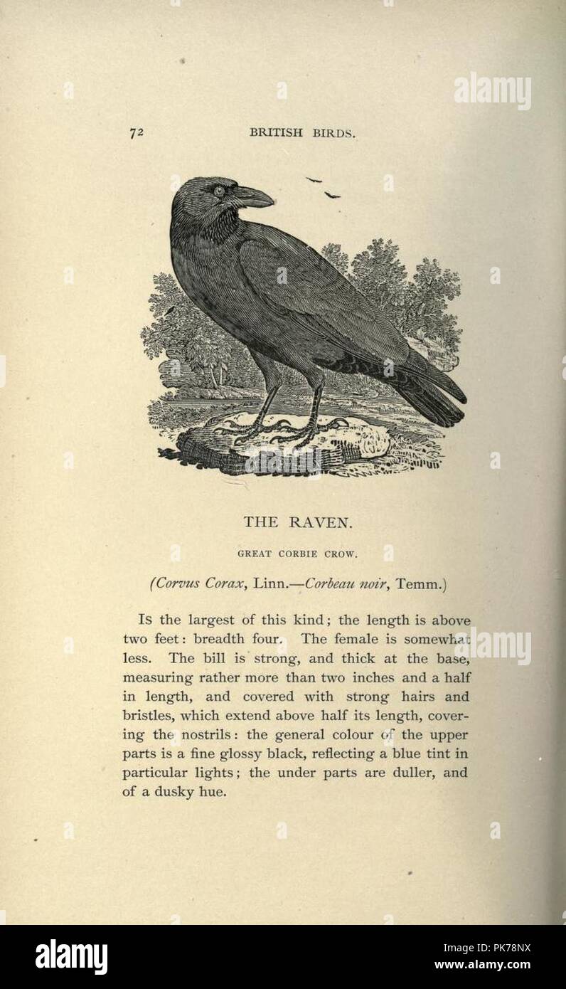Bewick History of British Birds Land Birds Page 72 Stock Photo - Alamy Bewick History of British Birds Land Birds Page 72 Stock Photo - Alamy