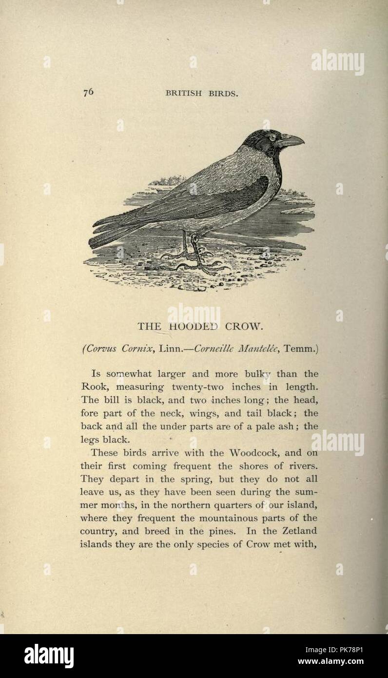 Bewick History of British Birds Land Birds Page 76 Stock Photo - Alamy Bewick History of British Birds Land Birds Page 76 Stock Photo - Alamy
