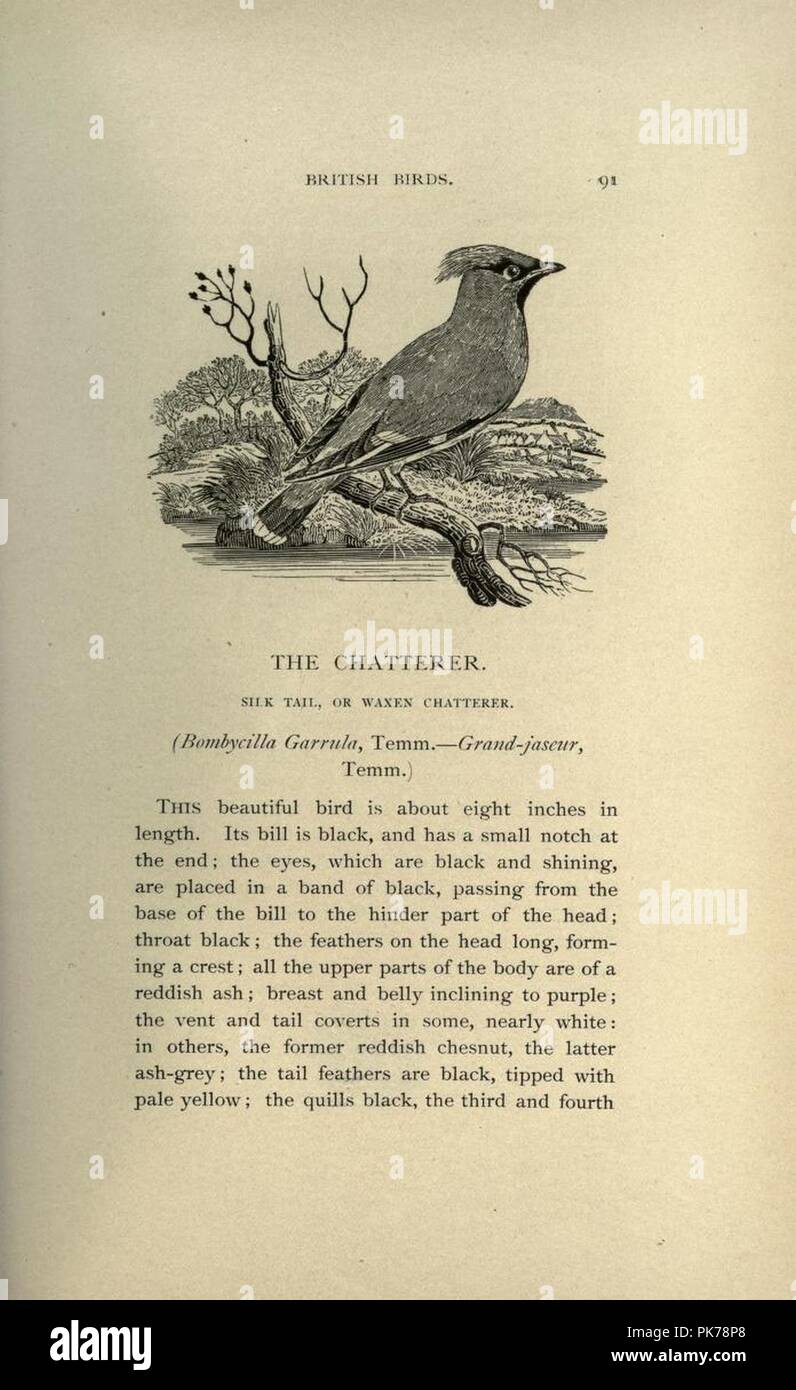 Bewick History of British Birds Land Birds Page 91 Stock Photo - Alamy Bewick History of British Birds Land Birds Page 91 Stock Photo - Alamy