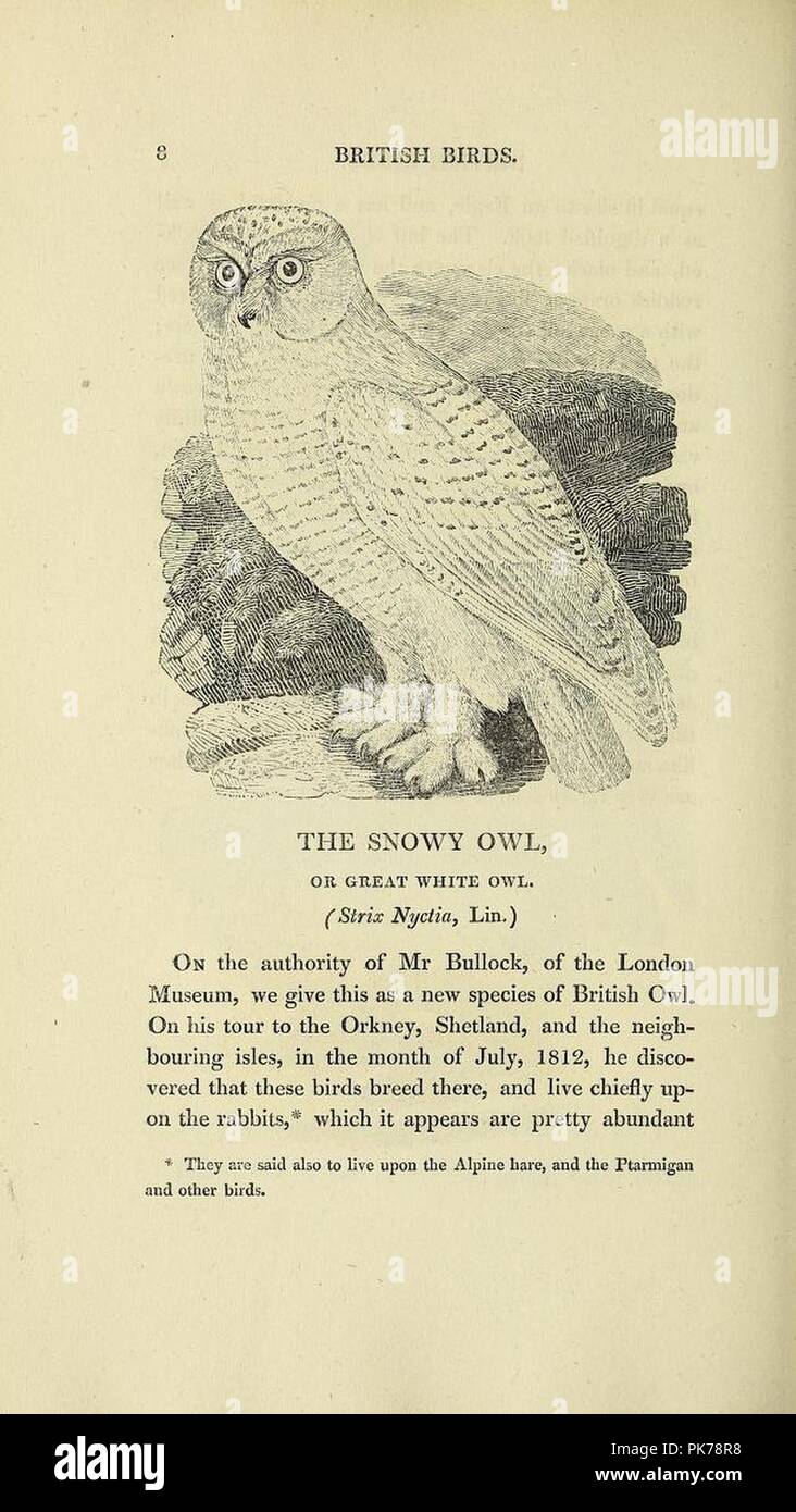 Bewick History of British Birds Land Birds Supplement 1821 page 8 Stock ...