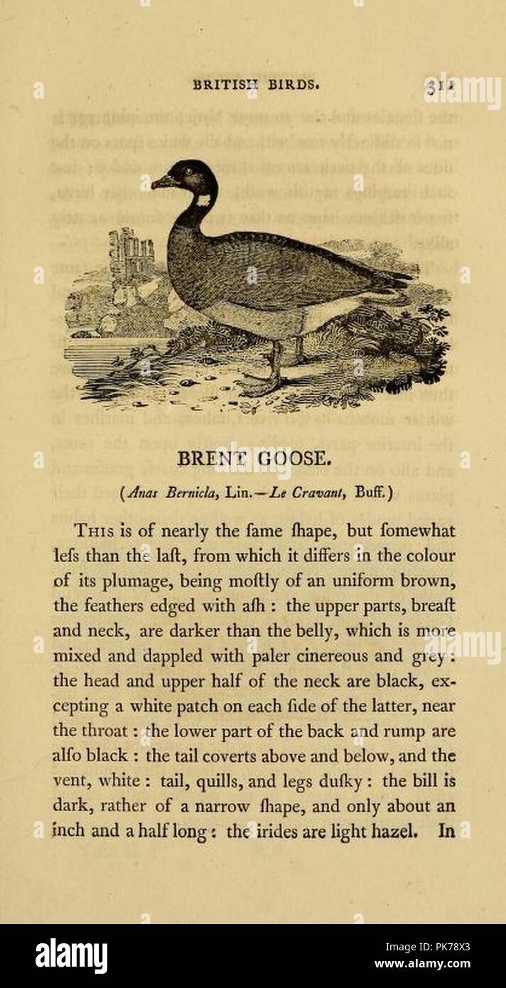 Bewick History of British Birds Water Birds Page 311 Stock Photo - Alamy