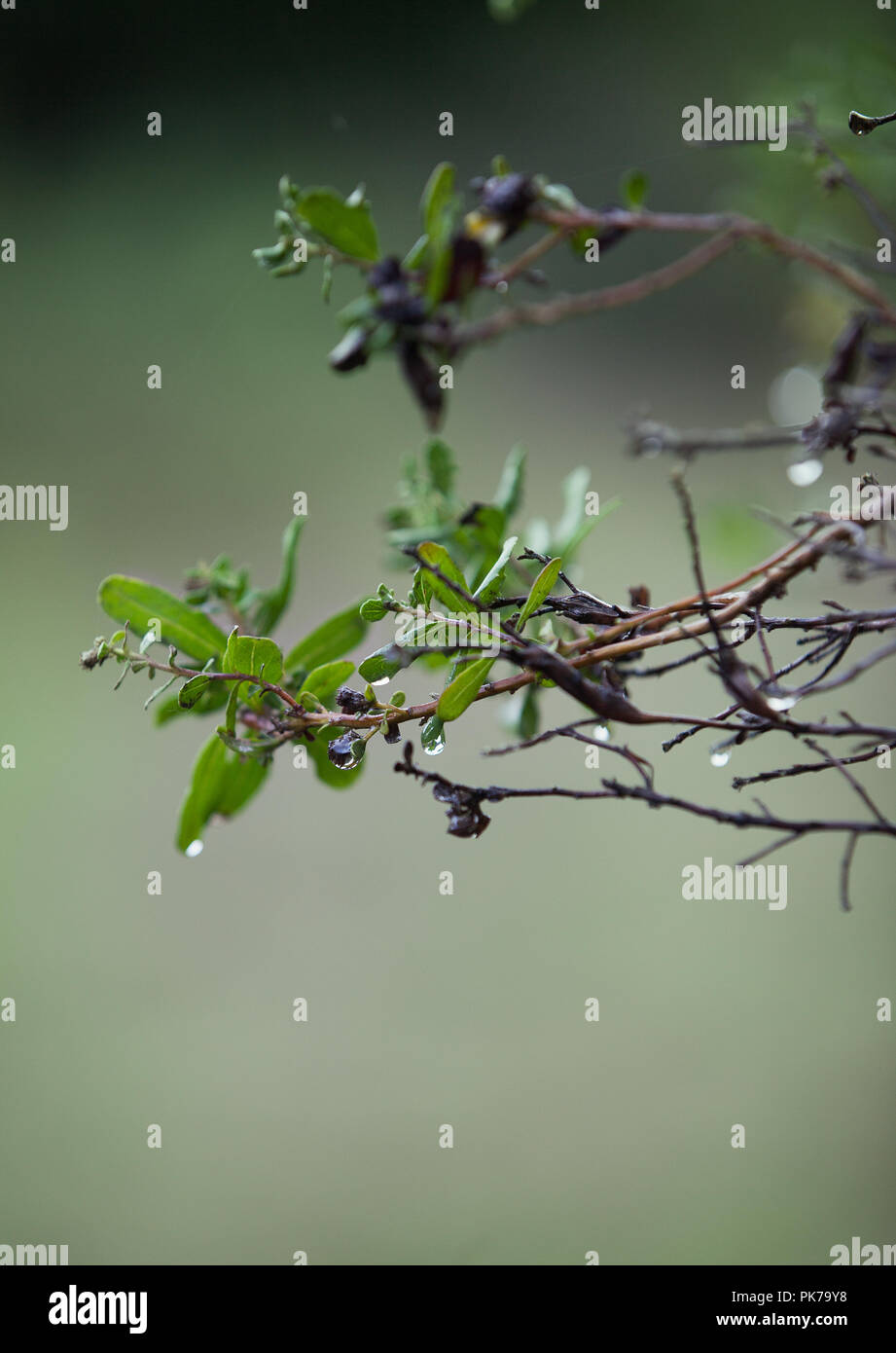 A branch with fresh rain dripping off Stock Photo - Alamy