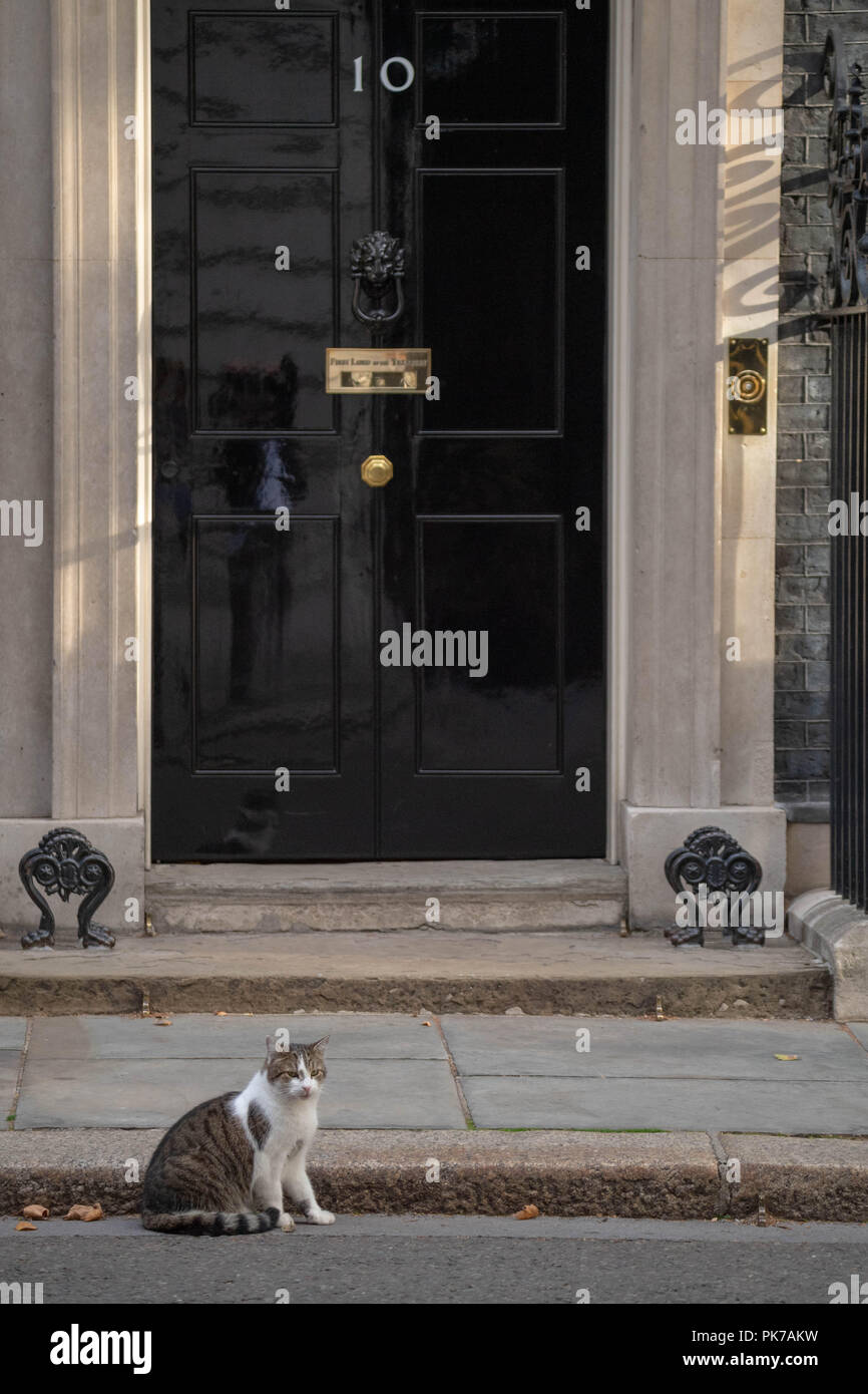 Larry the cat at number 10 hi-res stock photography and images - Alamy