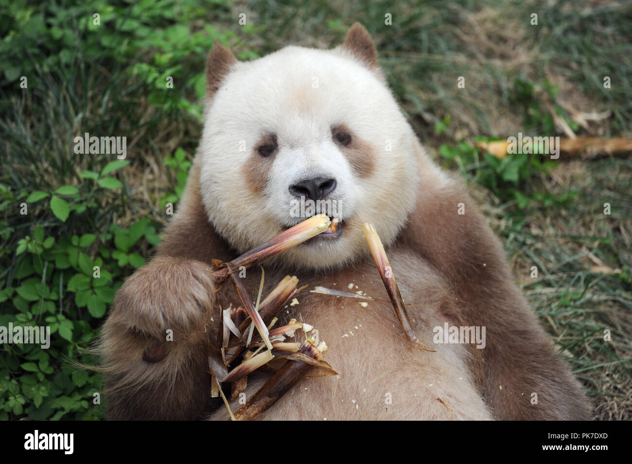 Qinling Panda High Resolution Stock Photography and Images - Alamy