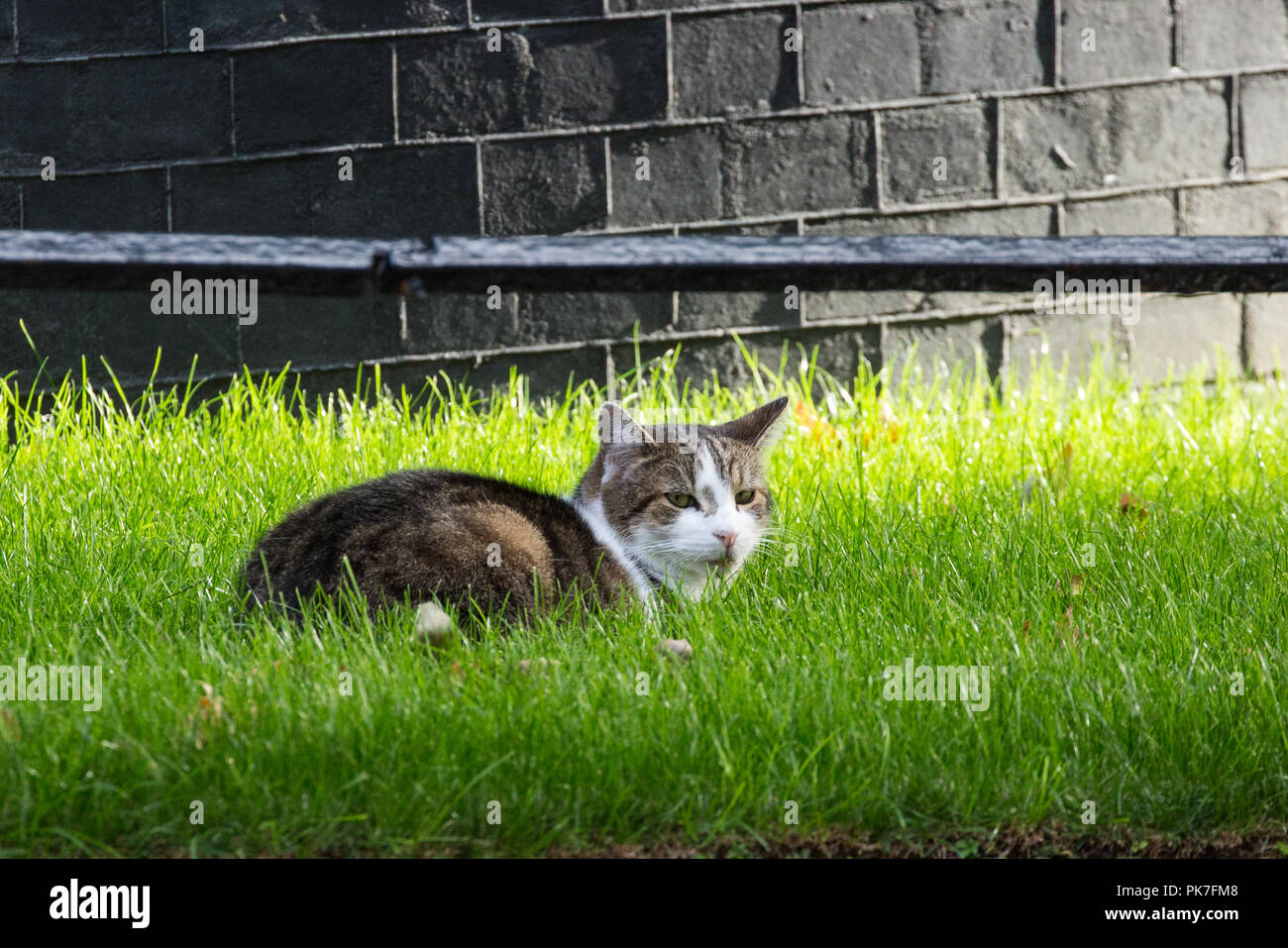 London, UK. 11th September, 2018. Larry, Chief Mouser at 10 Downing ...