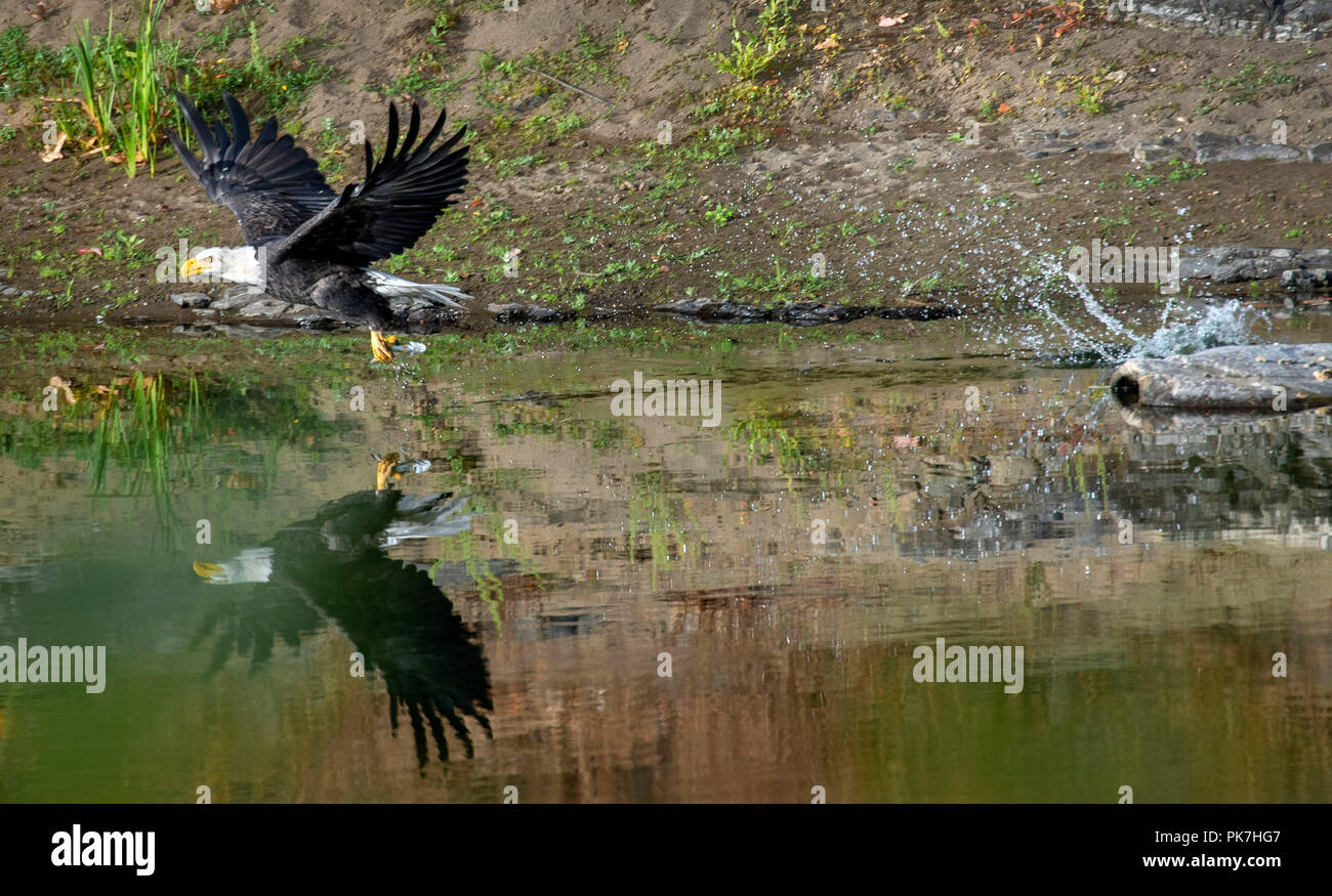 Elkton, OREGON, USA. 11th Sep, 2018. A bald eagle lifts a fish from the ...