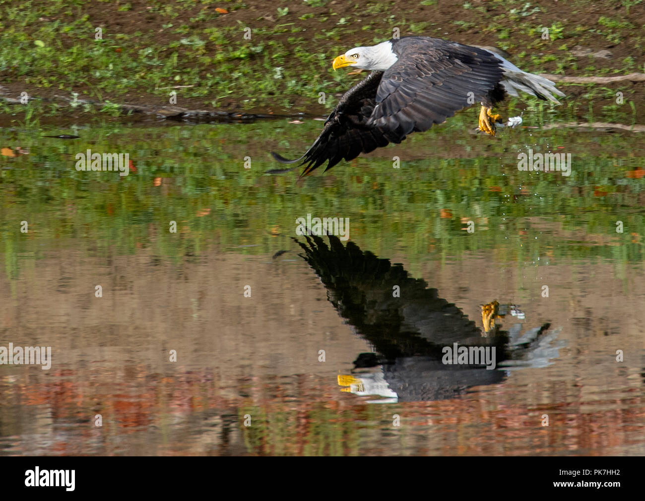 Elkton, OREGON, USA. 11th Sep, 2018. A bald eagle lifts a fish from the ...