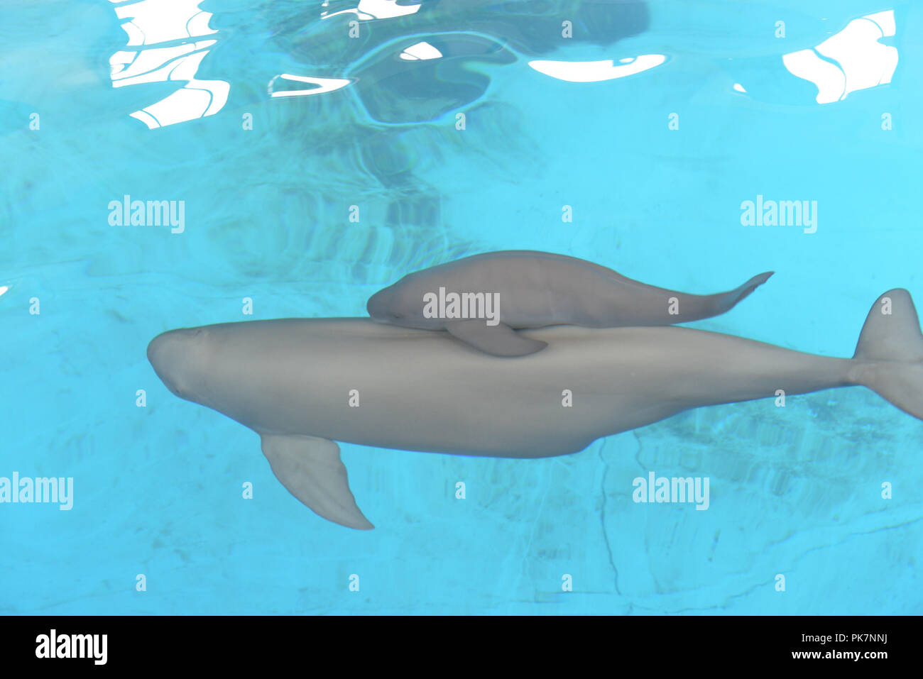 Yangtze finless porpoise hi-res stock photography and images - Alamy