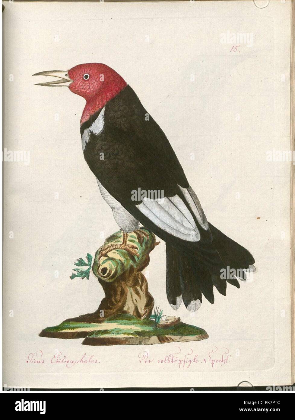 Beytrag zur Naturgeschichte der Vögel 3 Tafel 15 Stock Photo - Alamy