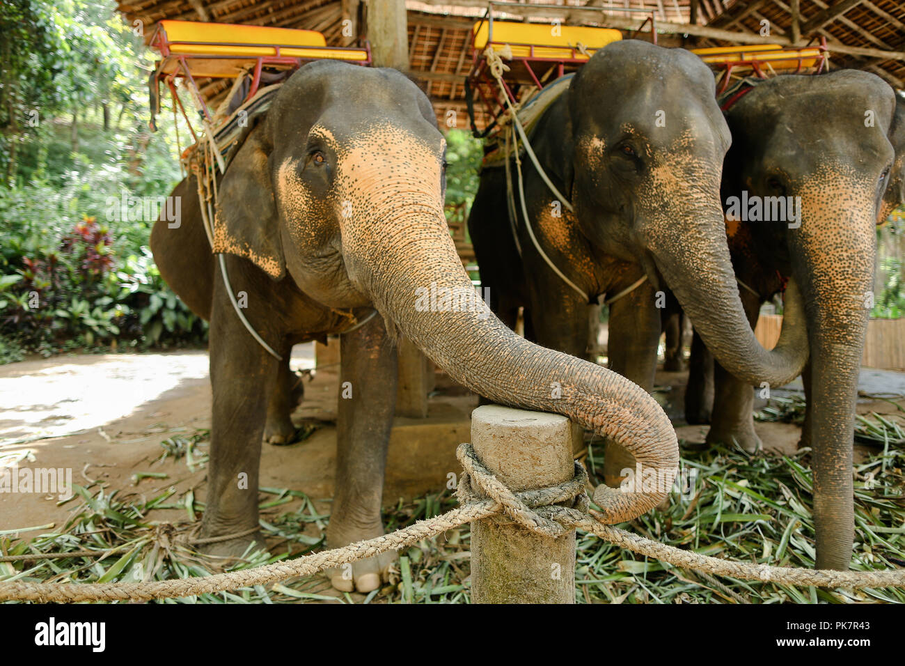 Elephant saddles hi-res stock photography and images - Alamy