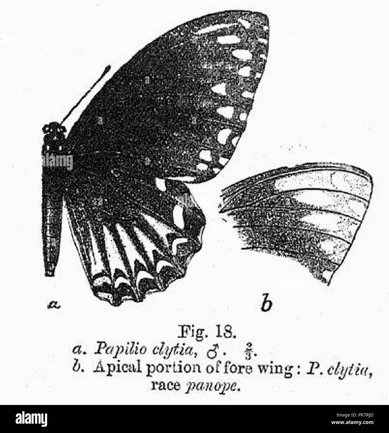 Clytia hi-res stock photography and images - Alamy