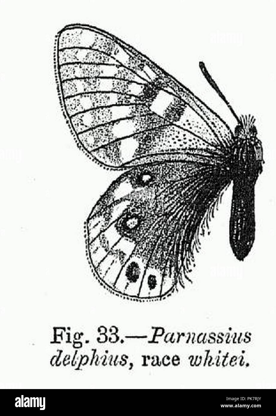 Parnassius delphius hi-res stock photography and images - Alamy