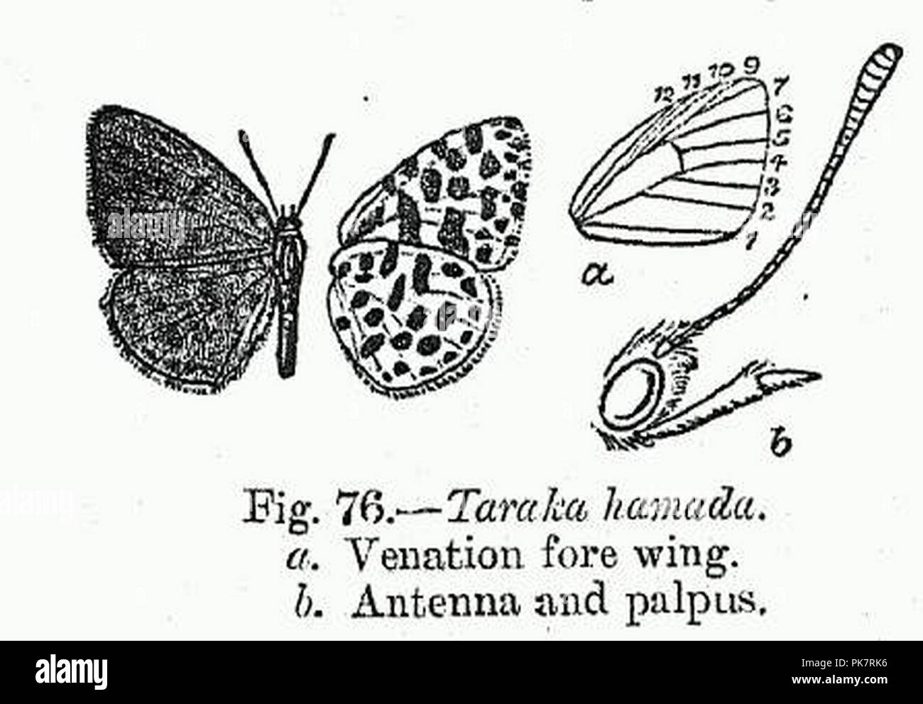 BH052 Taraka hamada Stock Photo - Alamy