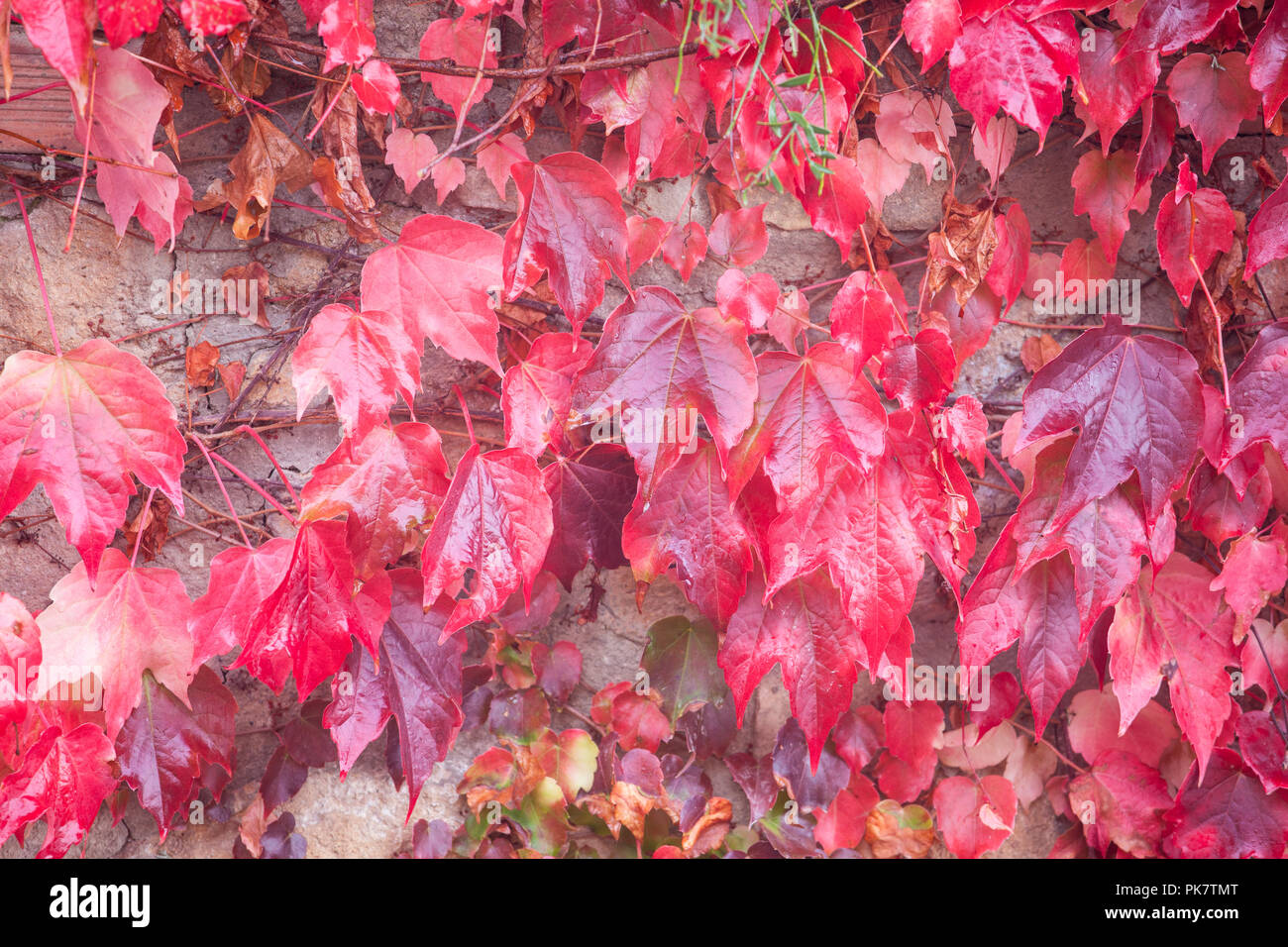 Red leaf texture. Leaf texture abstract nature background Stock Photo ...