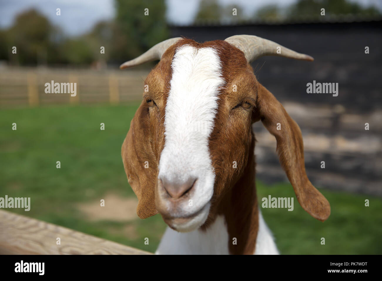 Long Eared Goat Stock Photos & Long Eared Goat Stock Images - Alamy