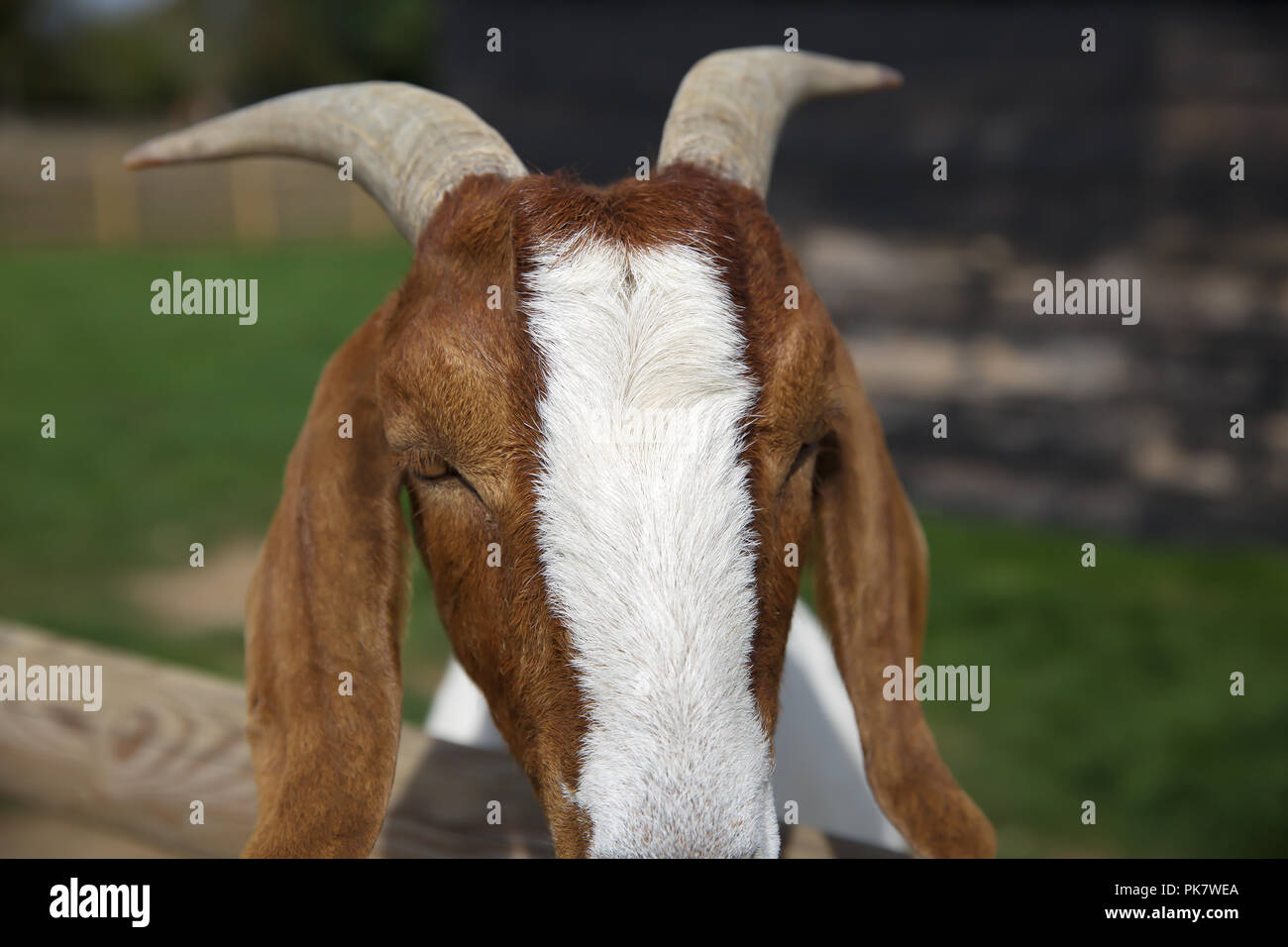 Goats on a farm in Kent Stock Photo - Alamy