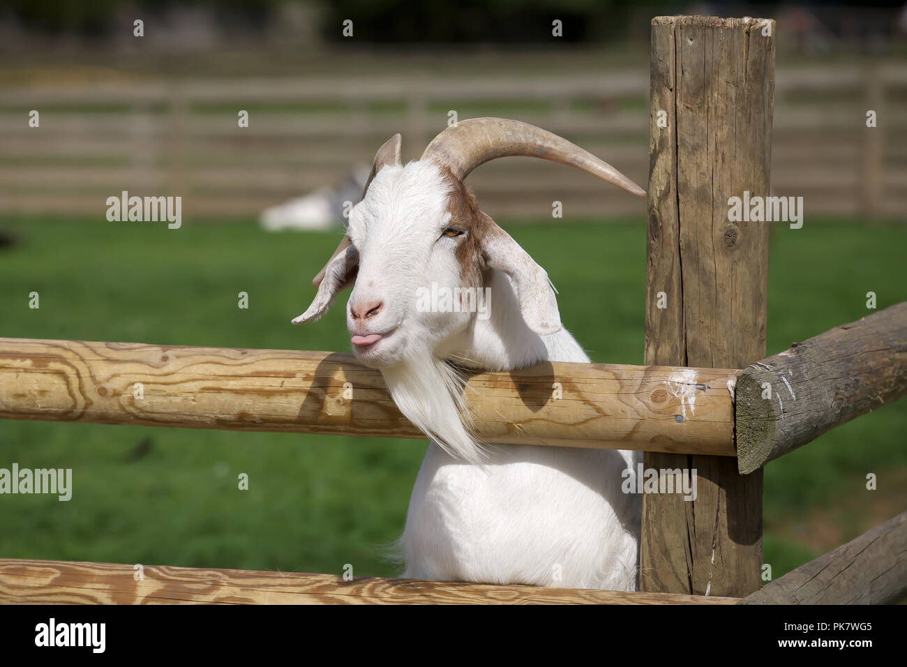 Goats on a farm in Kent Stock Photo - Alamy