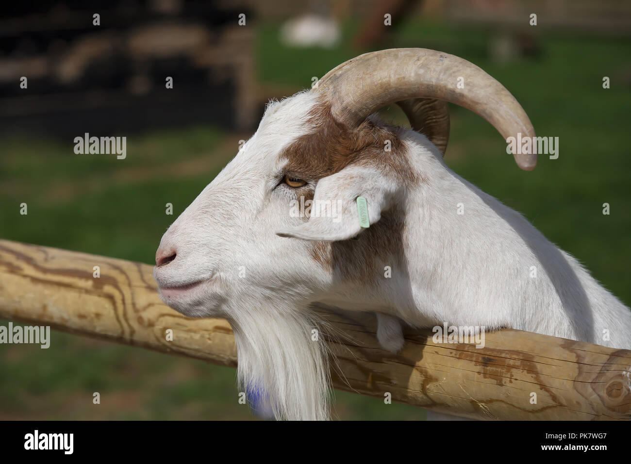 Long eared goat hi-res stock photography and images - Alamy