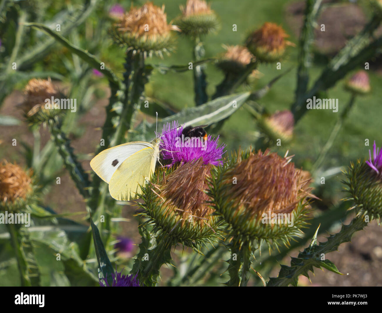 Female cabbage white butterfly hi-res stock photography and images - Alamy