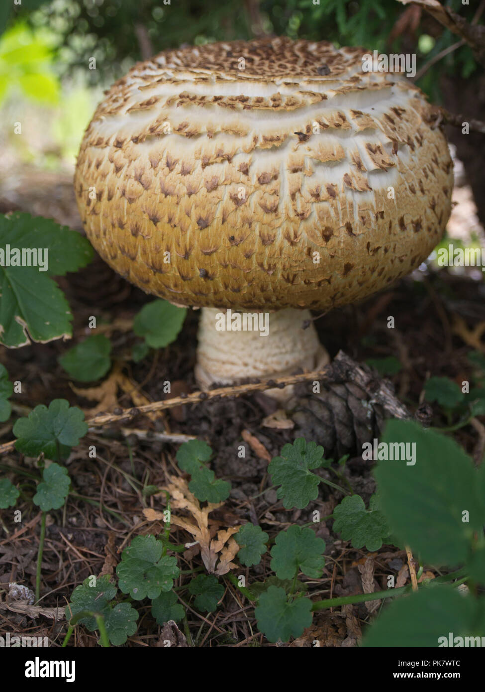 Agaricus augustus, young specimen of the edible mushroom called the ...
