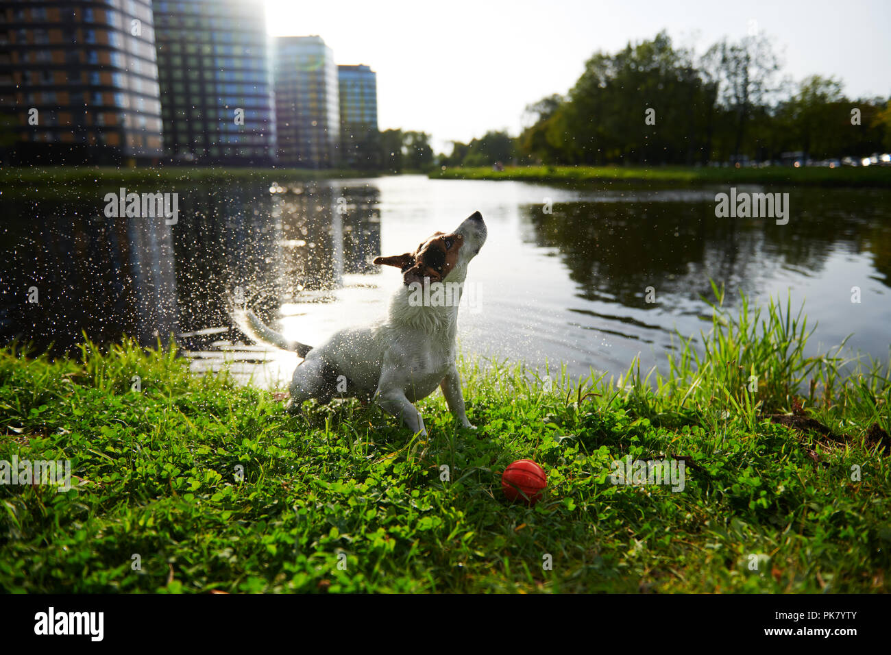 Funny dog shaking off hi-res stock photography and images - Alamy