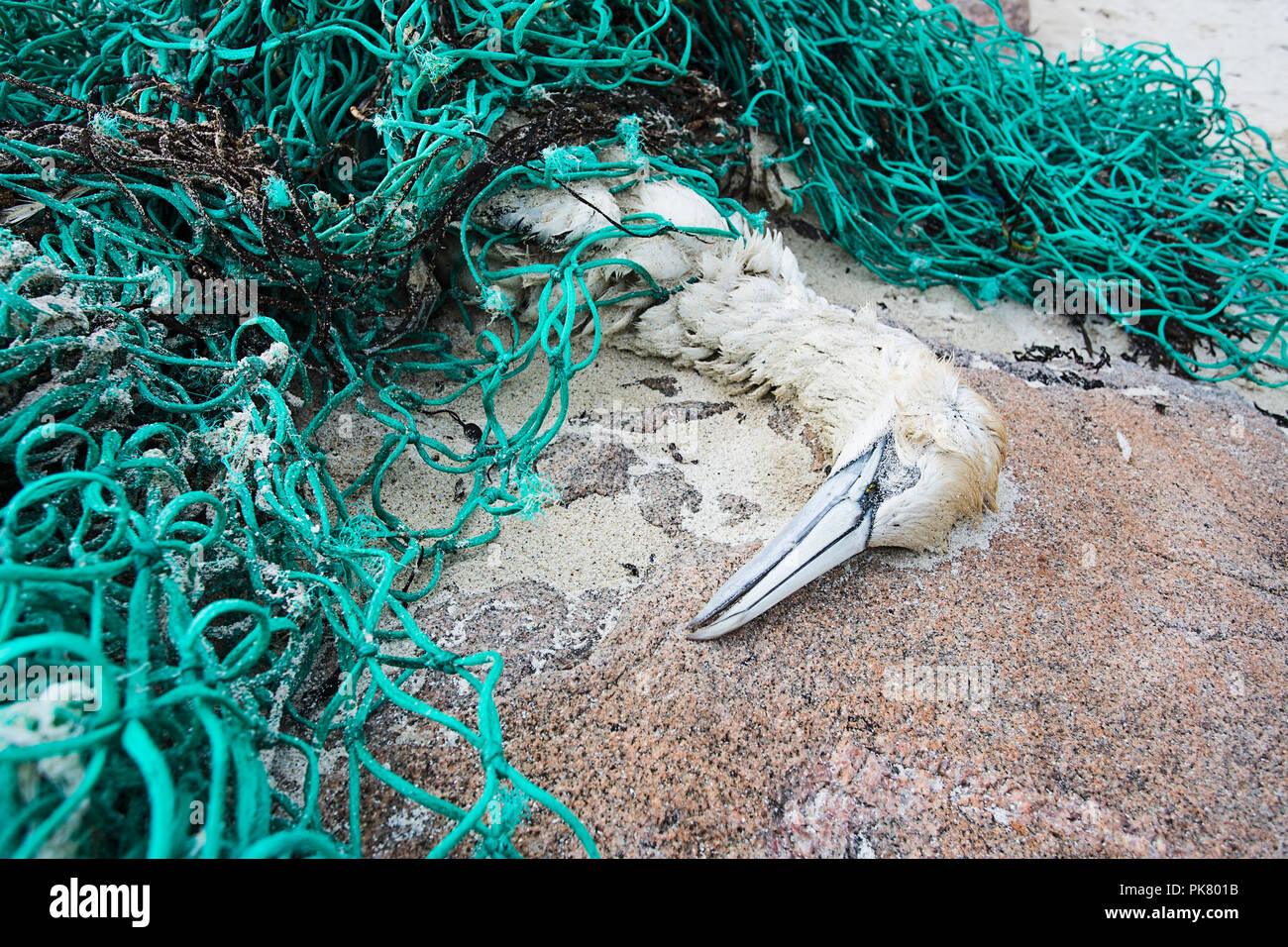 Gannet (Morus bassanus), dead after being tangled in fishing net ...