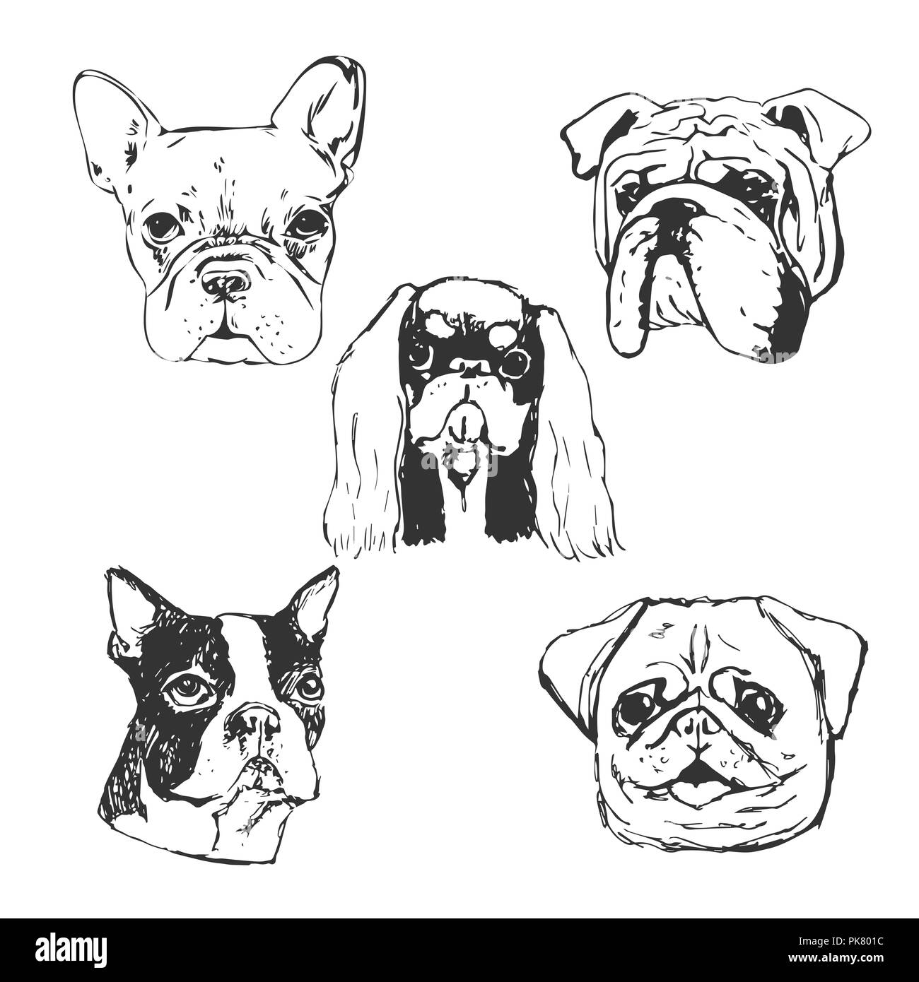 Sketch of purebred small dogs. T-shirt print idea for dog lovers ...