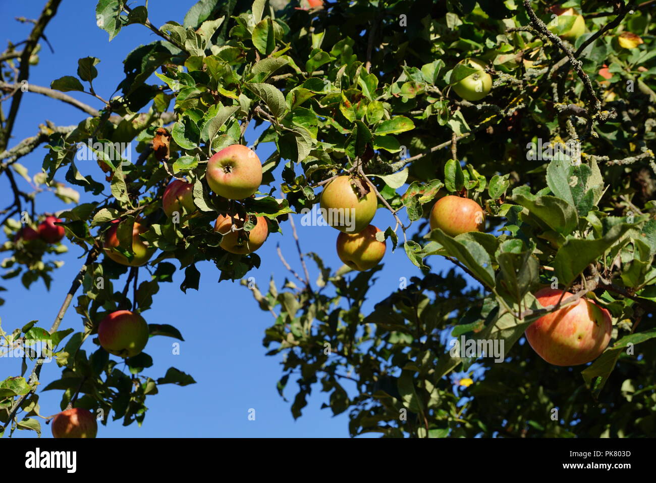 fresh apple in the nature - ready for eating Stock Photo - Alamy