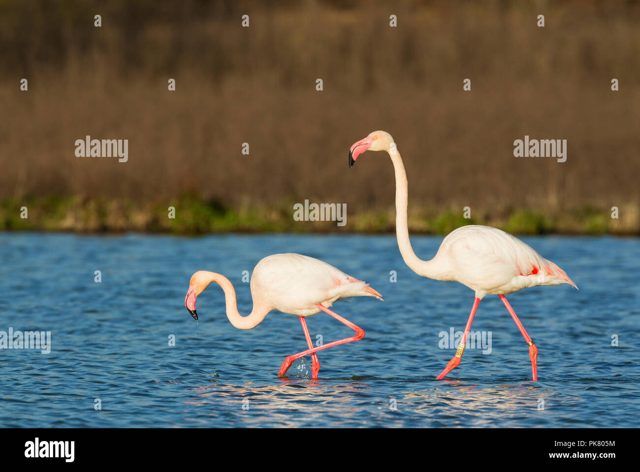 Male female flamingo hi-res stock photography and images - Alamy